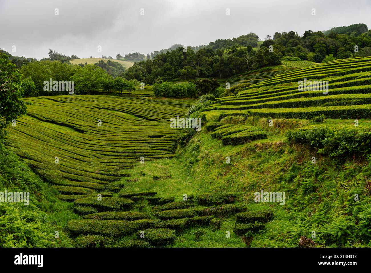 Tropical tea plantation in Sao Miguel Island, Azores, Portugal. Tea ...