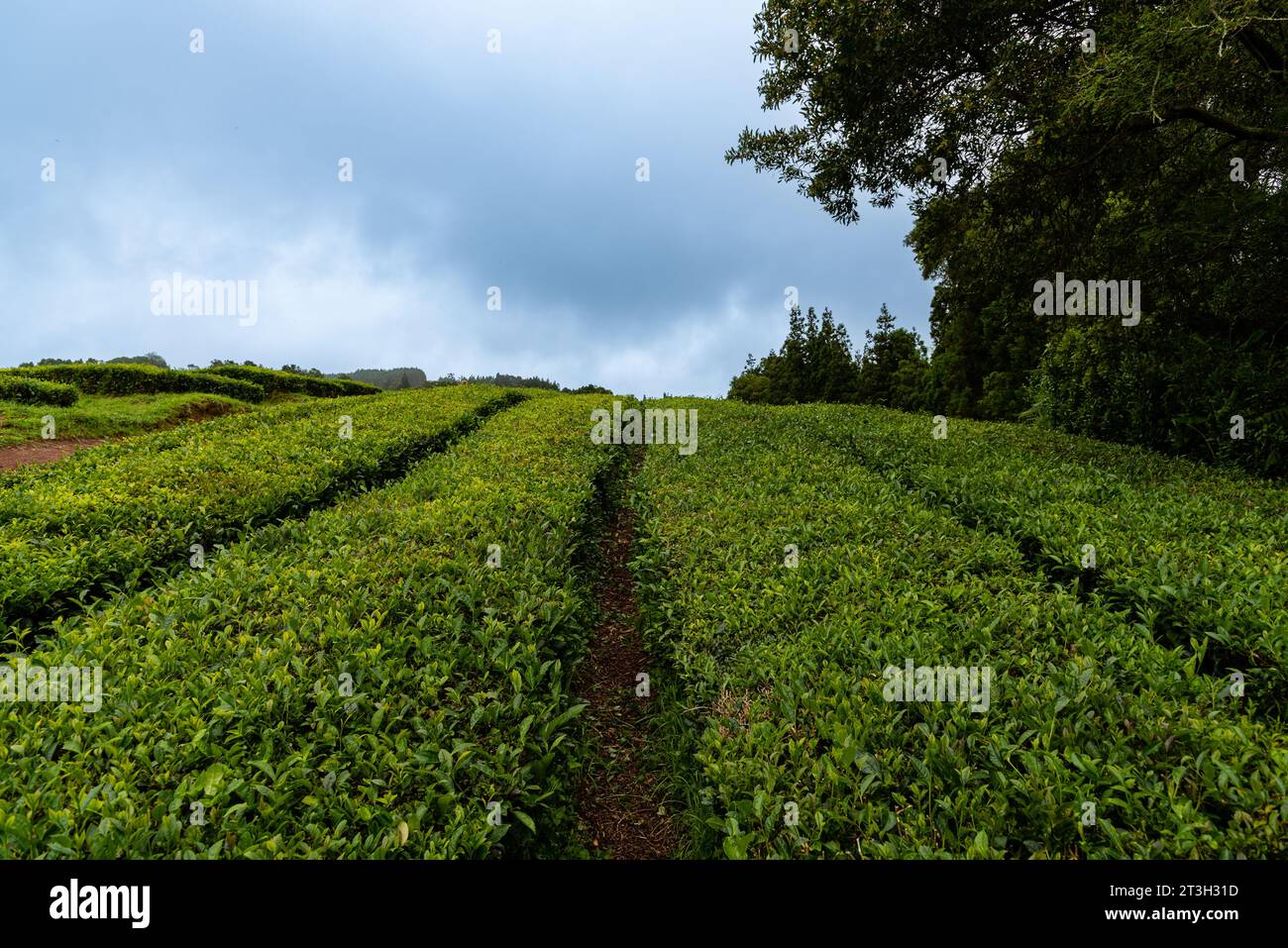 Tropical tea plantation in Sao Miguel Island, Azores, Portugal. Tea ...