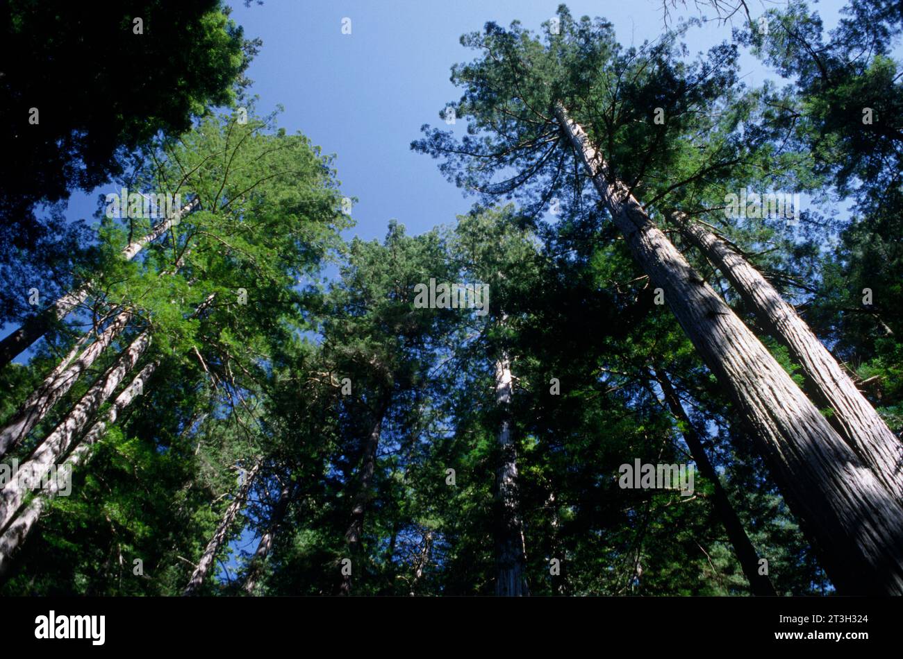 Redwood grove canopy on Cal-Barrel Road, Prairie Creek Redwoods State ...