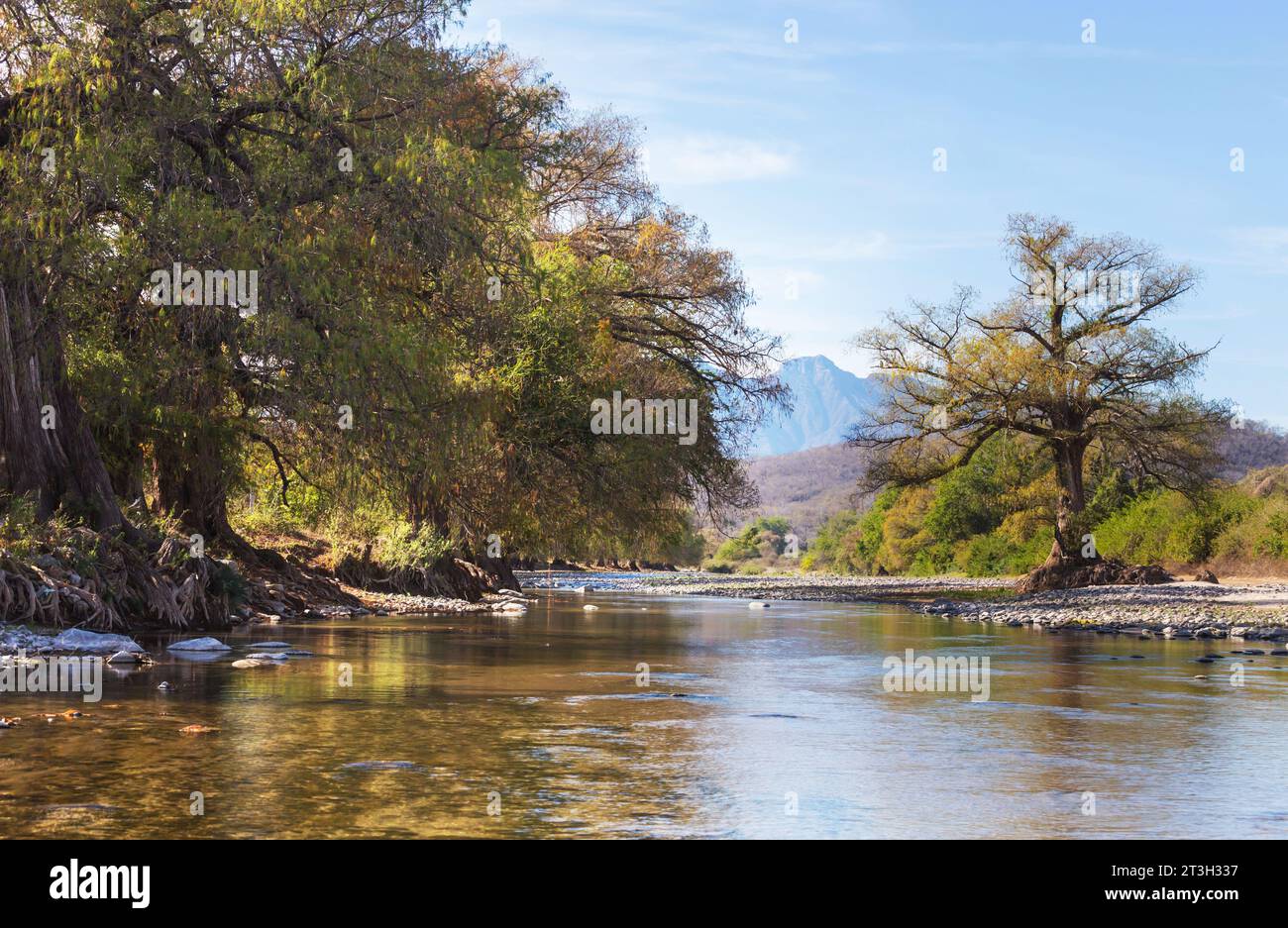 Big trees in the river in Mexico Stock Photo - Alamy