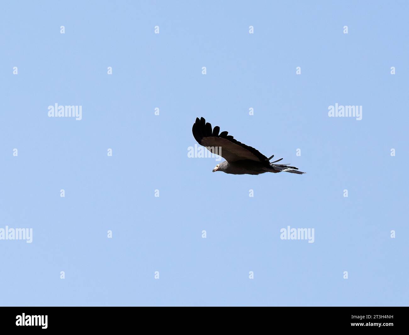 African harrier-hawk, Höhlenweihe, Gymnogène d'Afrique, Polyboroides ...