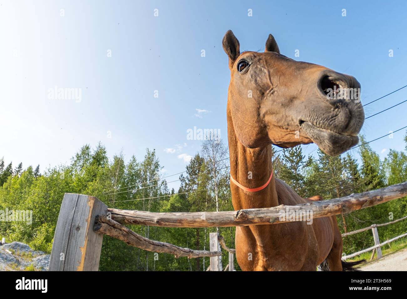 Racecourse concept. Modern animal livestock. Brown horse stallions in ...
