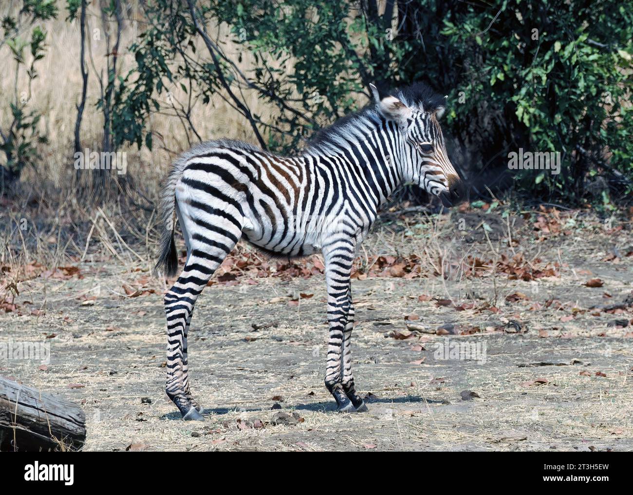 Grant's zebra, Böhm- oder Grant-Zebra, Zèbre de Grant, Equus quagga boehmi, Mosi-oa-Tunya ...