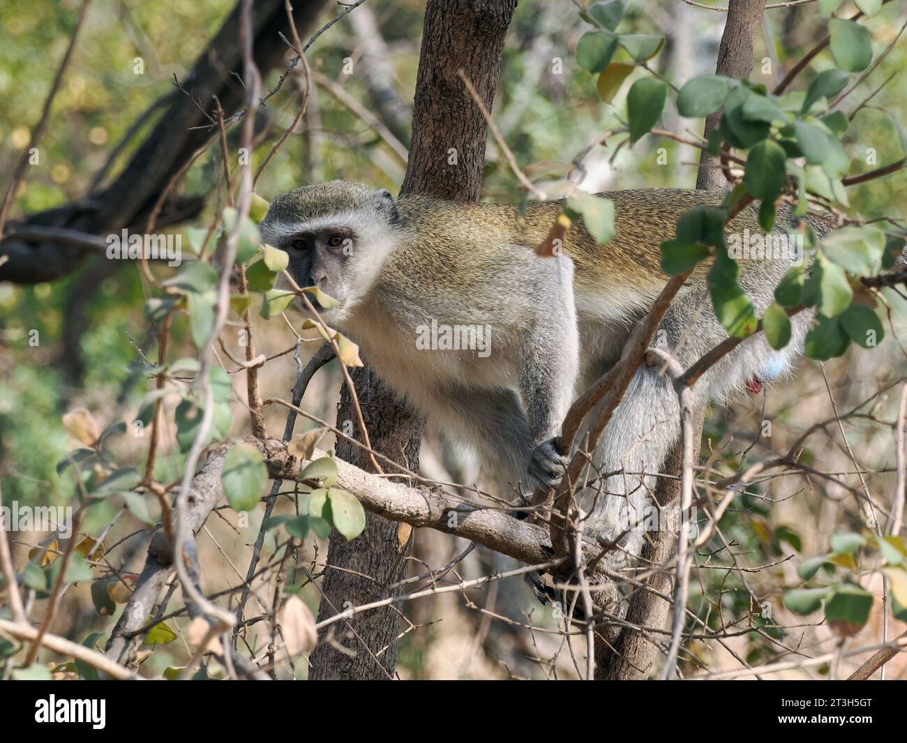 Malbrouck, Malbrouck-Grünmeerkatze, Chlorocebus cynosuros, Mosi-oa ...