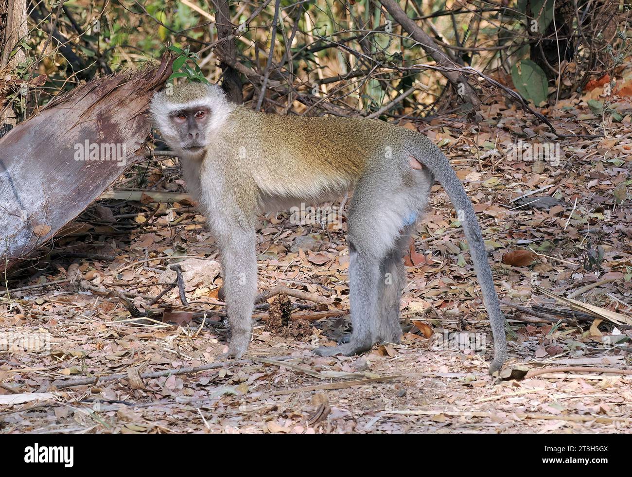 Malbrouck, Malbrouck-Grünmeerkatze, Chlorocebus cynosuros, Mosi-oa ...
