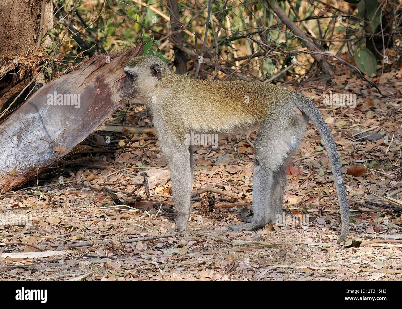 Malbrouck, Malbrouck-Grünmeerkatze, Chlorocebus cynosuros, Mosi-oa ...