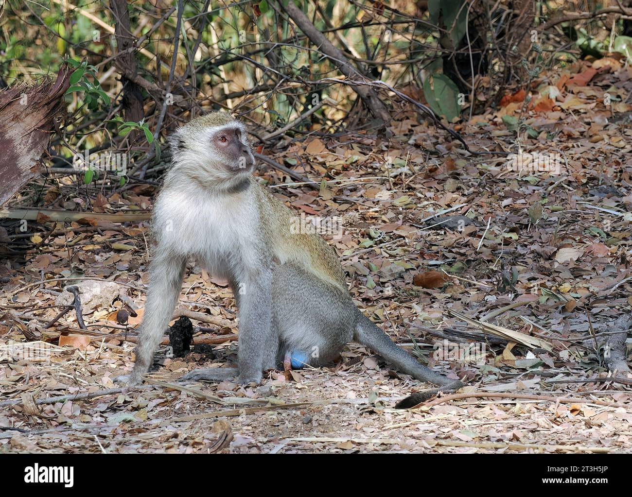 Malbrouck, Malbrouck-Grünmeerkatze, Chlorocebus cynosuros, Mosi-oa ...
