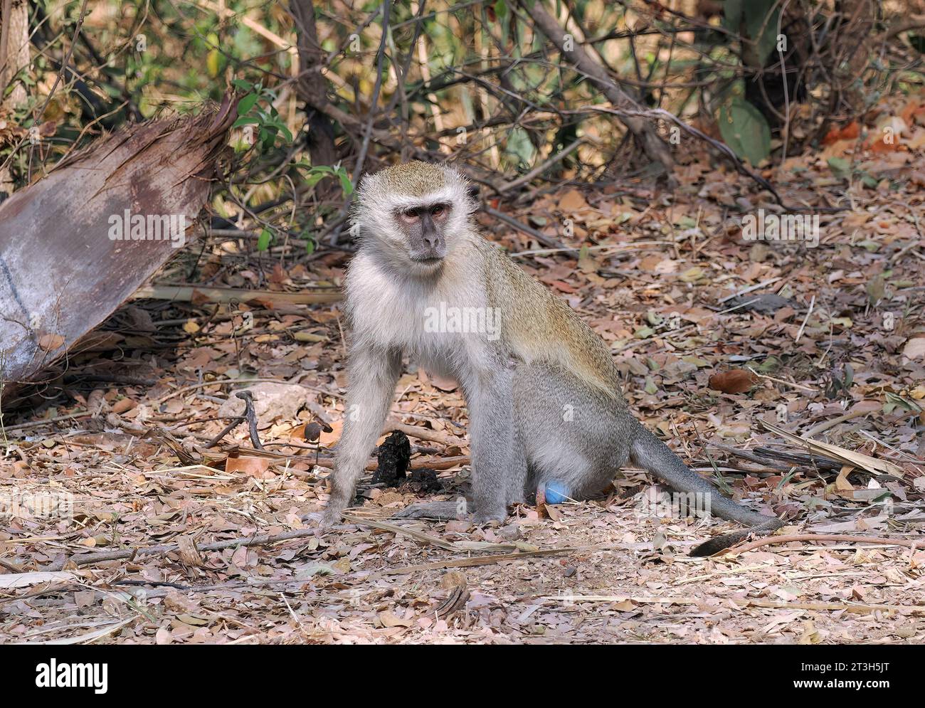 Malbrouck, Malbrouck-Grünmeerkatze, Chlorocebus cynosuros, Mosi-oa ...