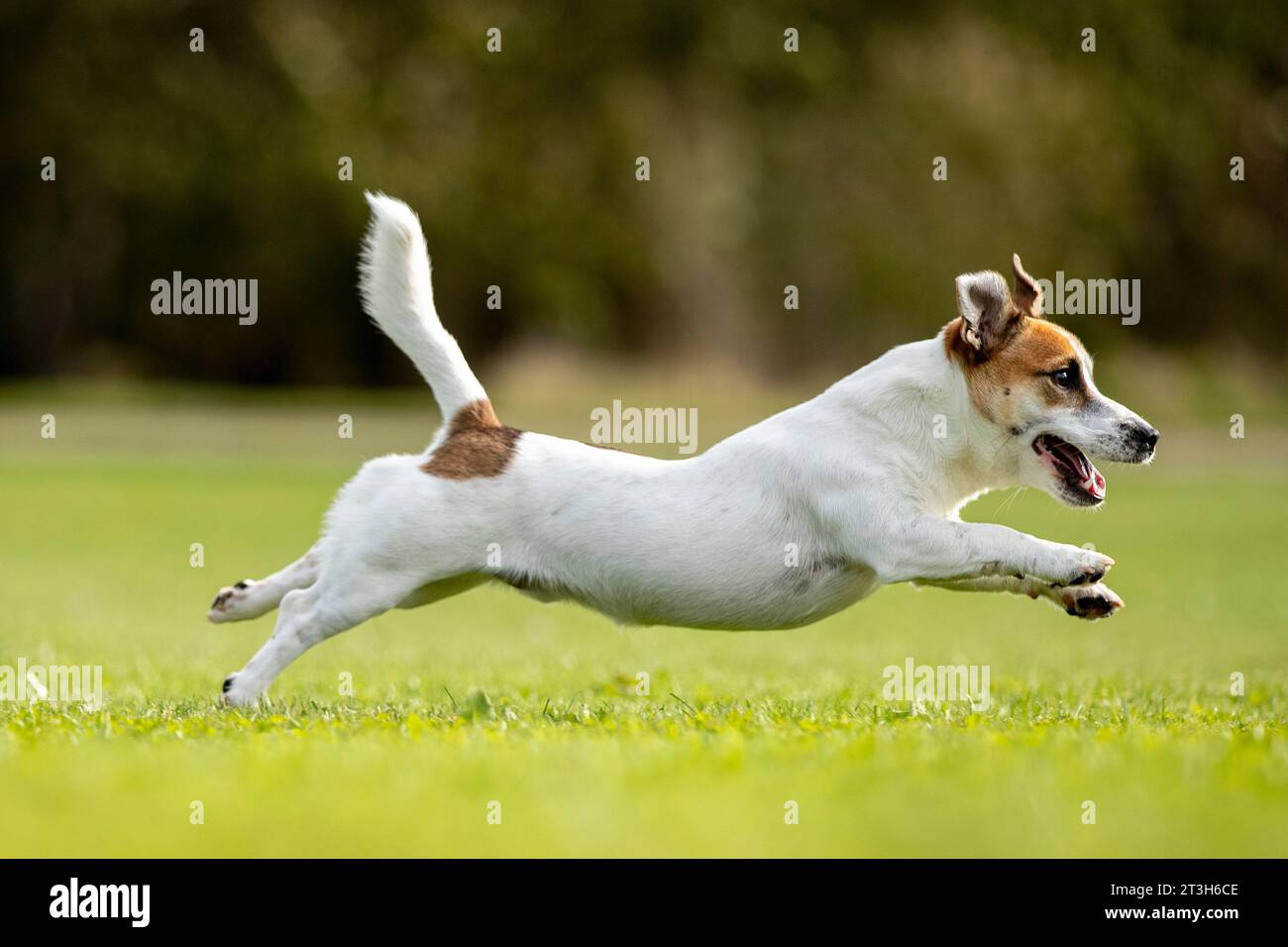 A Jack Russell Terrier sprinting across a lush green grass field Stock ...