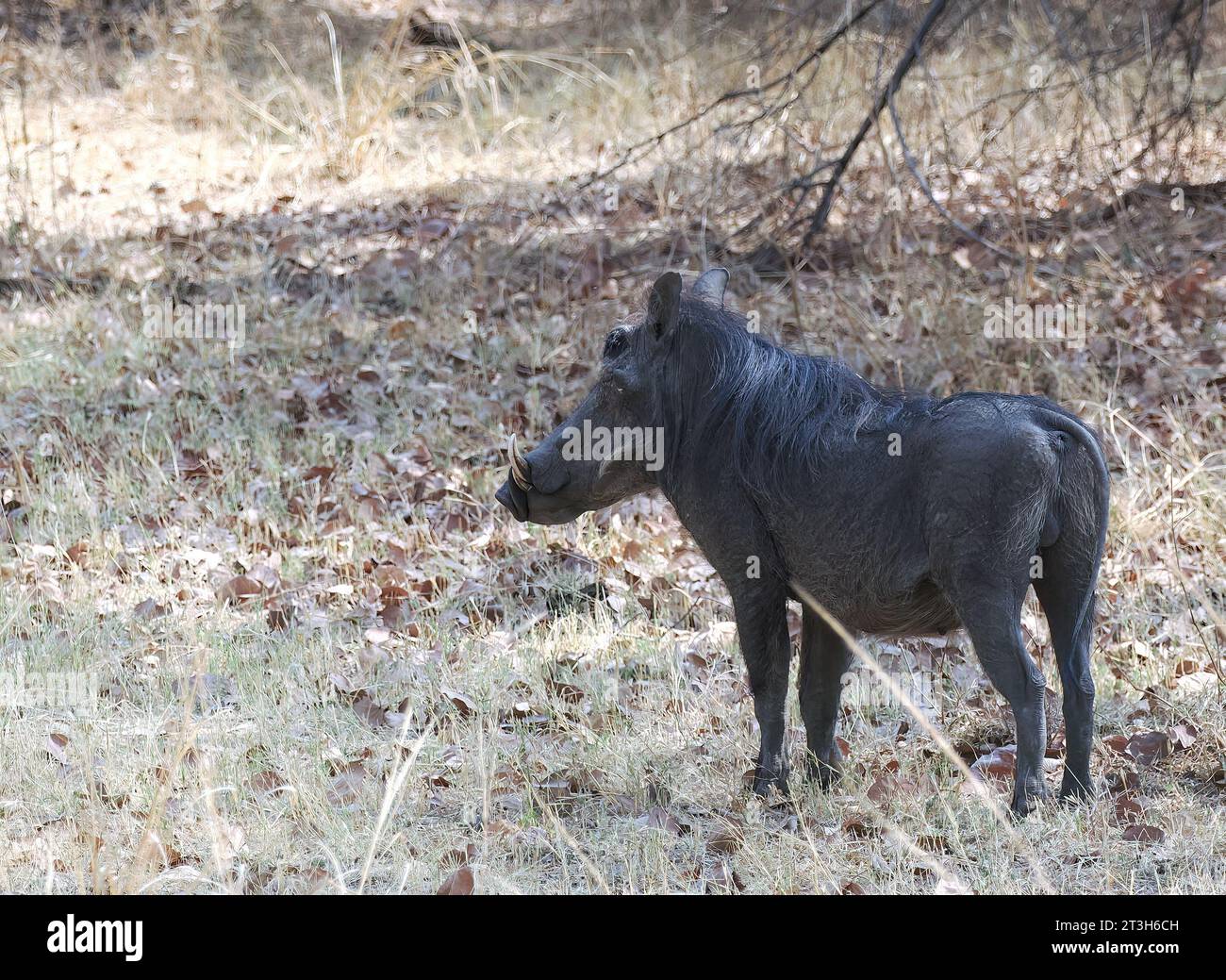 Common warthog, Warzenschwein, Phacochère commun, Phacochoerus ...