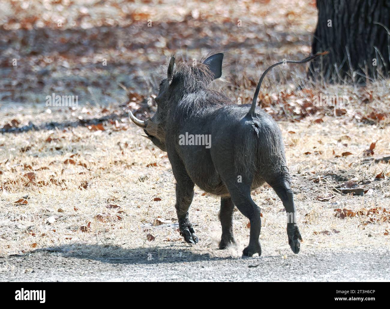 Common warthog, Warzenschwein, Phacochère commun, Phacochoerus ...