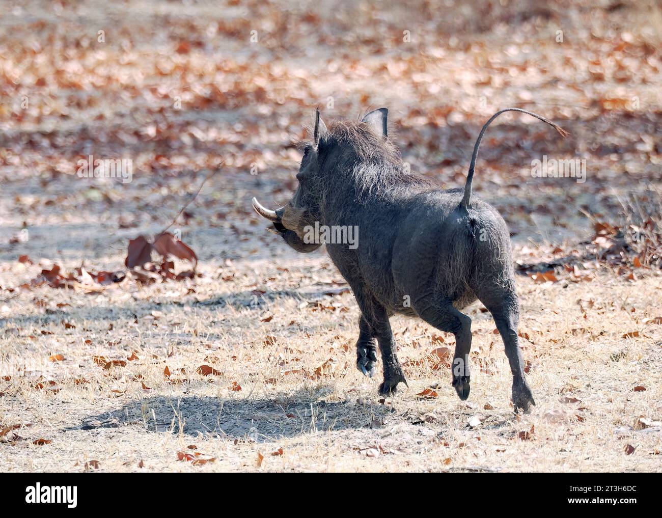 Common warthog, Warzenschwein, Phacochère commun, Phacochoerus ...