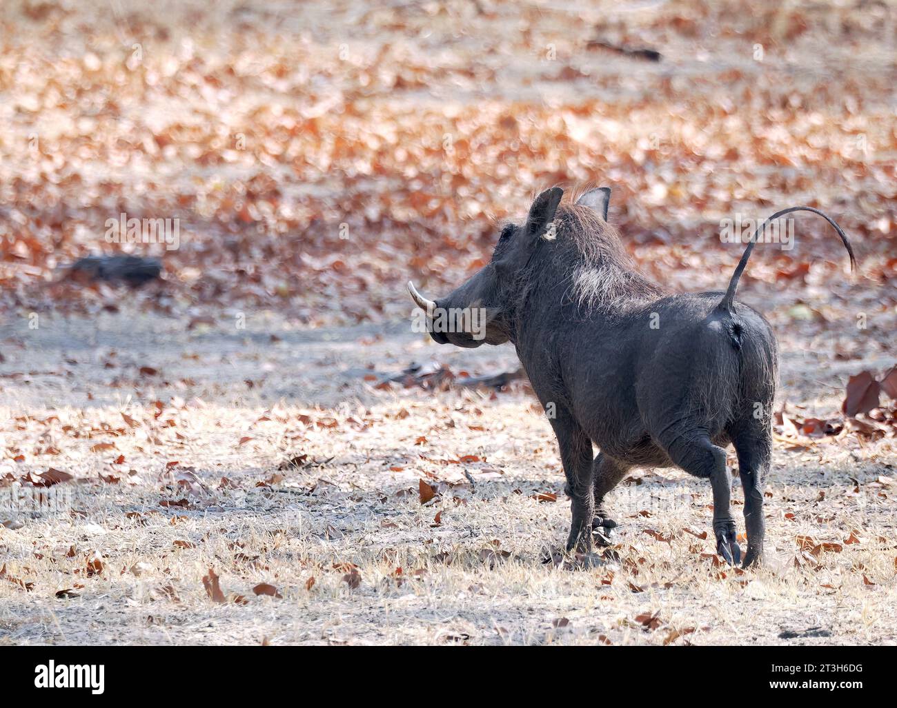 Common warthog, Warzenschwein, Phacochère commun, Phacochoerus ...