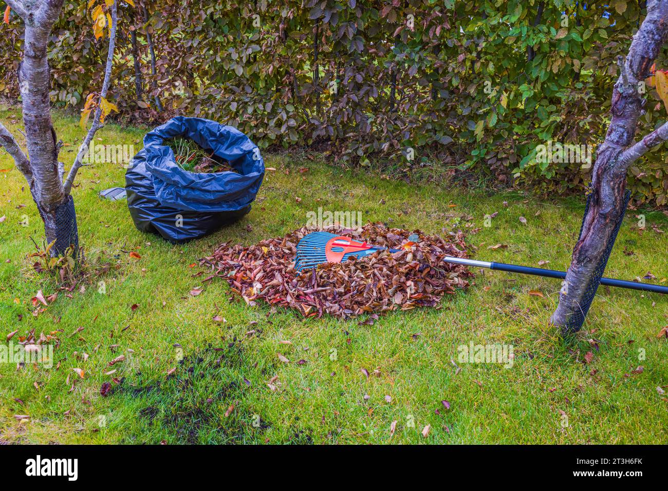 Beautiful autumn scene with gathering of fallen leaves from trees in ...