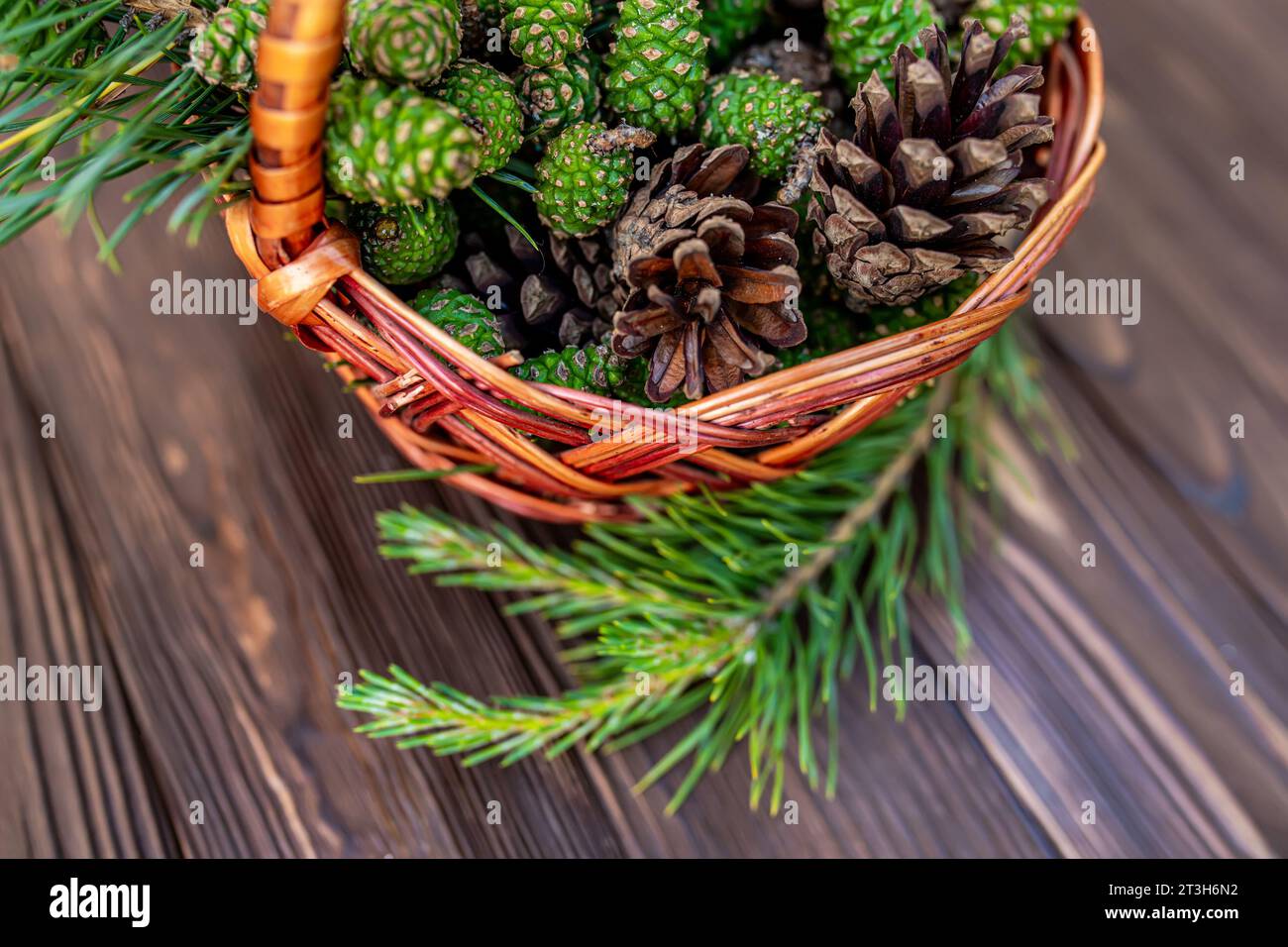 rustic basket filled with freshly picked pine cones for jam-making Pine ...