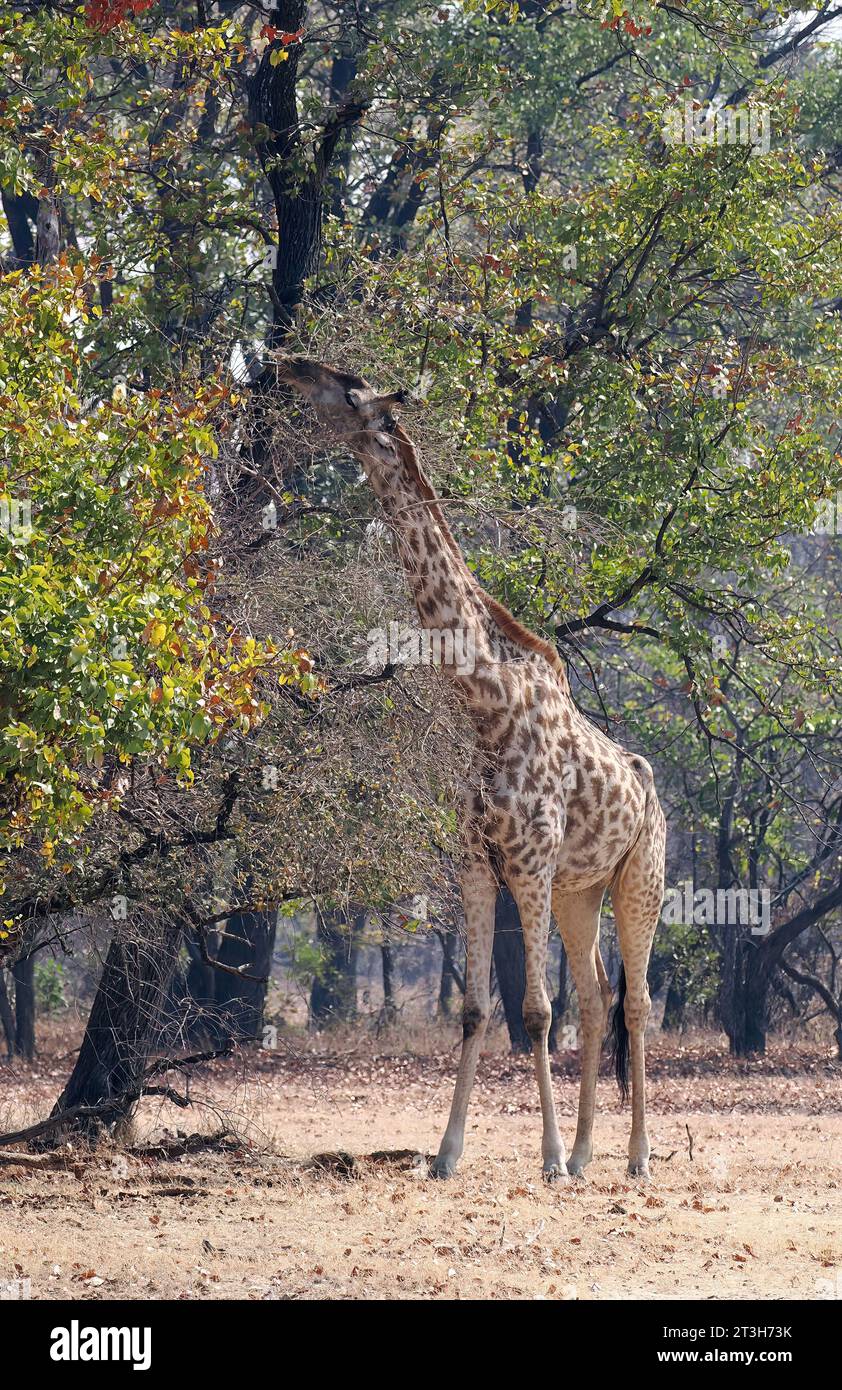 Giraffe, Girafe, Giraffa camelopardalis, Mosi-oa-Tunya National Park ...