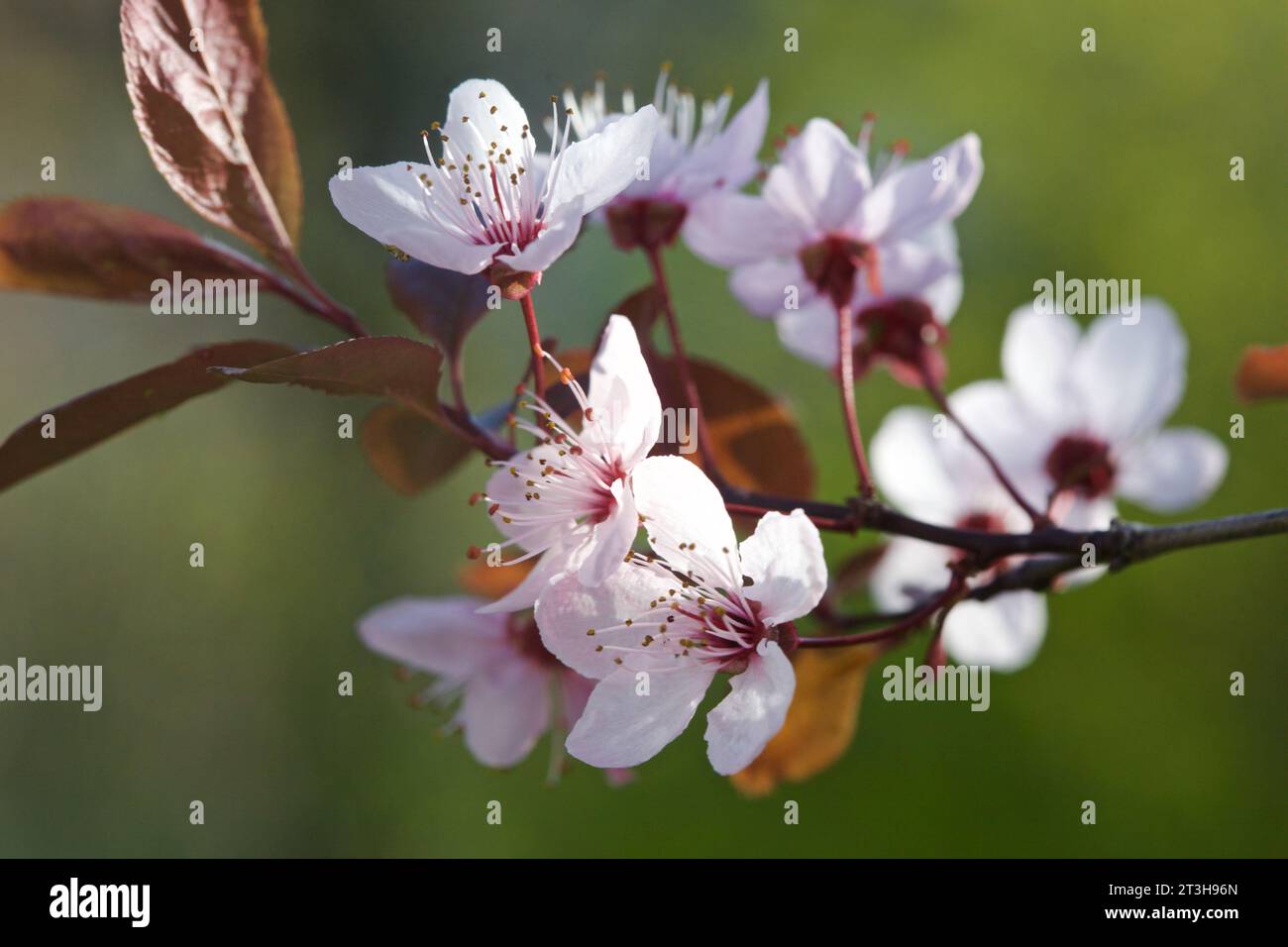 Cherry tree branch in bloom seen up close Stock Photo - Alamy
