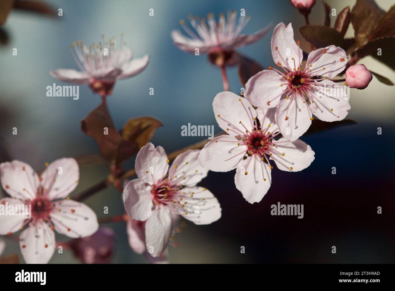 Cherry tree branch in bloom seen up close Stock Photo - Alamy