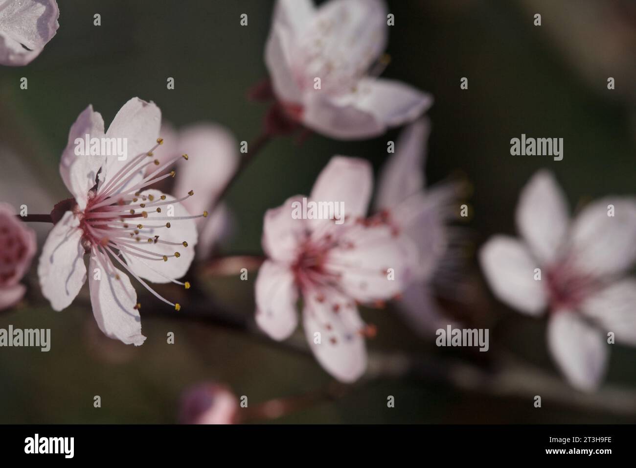 Cherry tree branch in bloom seen up close Stock Photo - Alamy