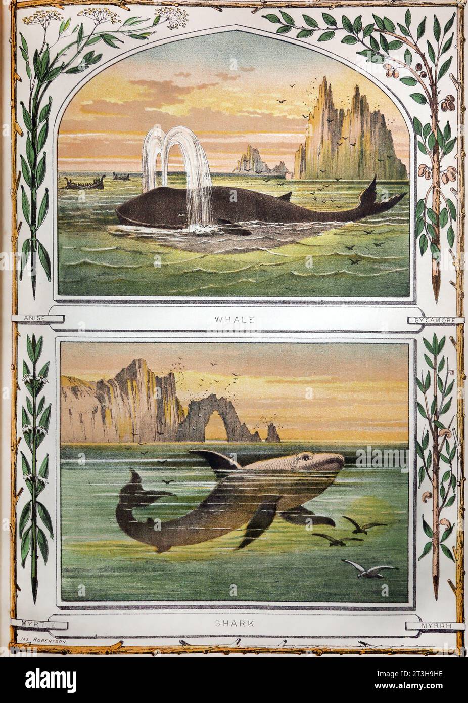 Bible Natural history Illustration on 19th Century Bible of Whale,Shark ...