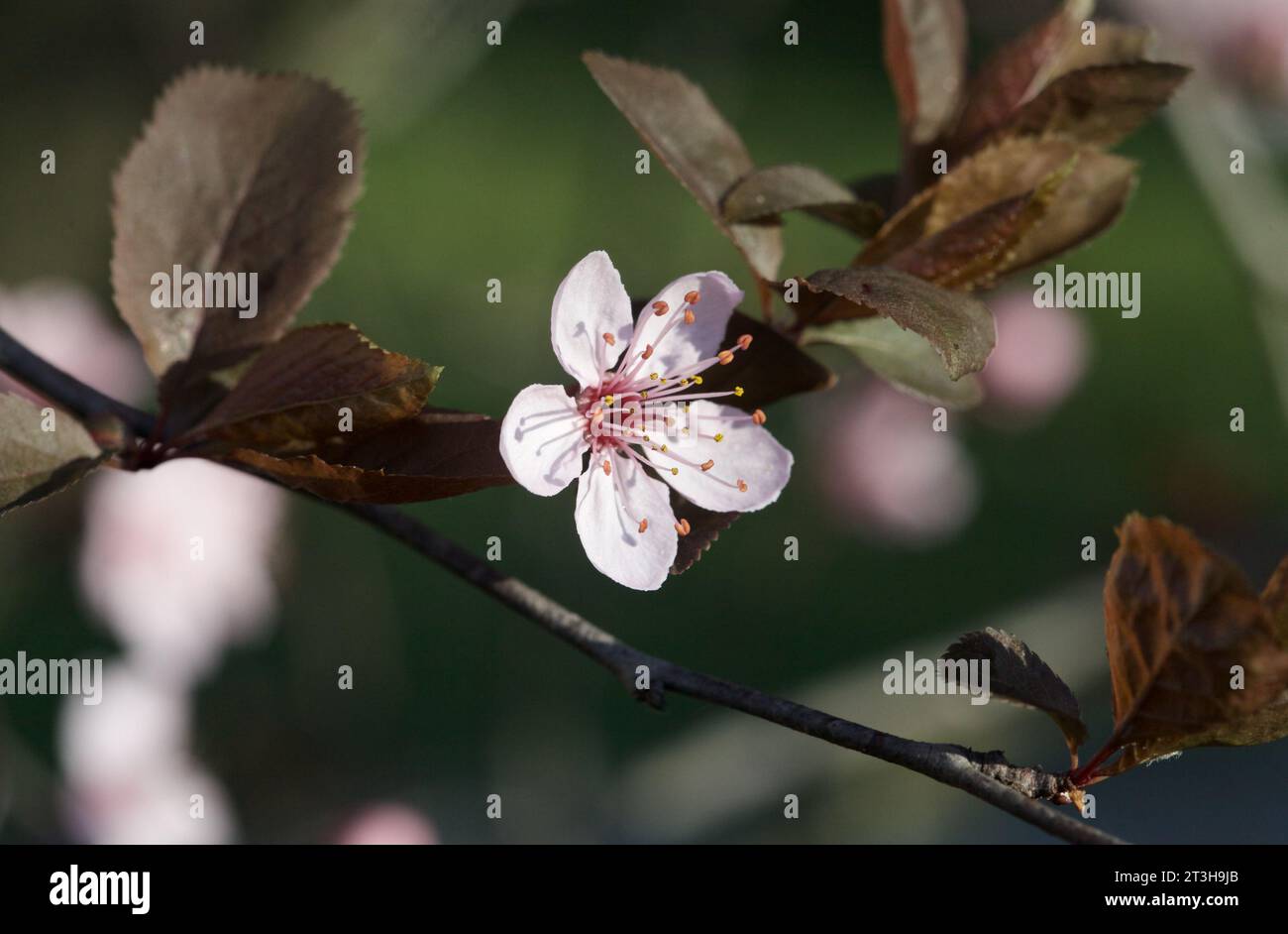 Cherry tree branch in bloom seen up close Stock Photo - Alamy