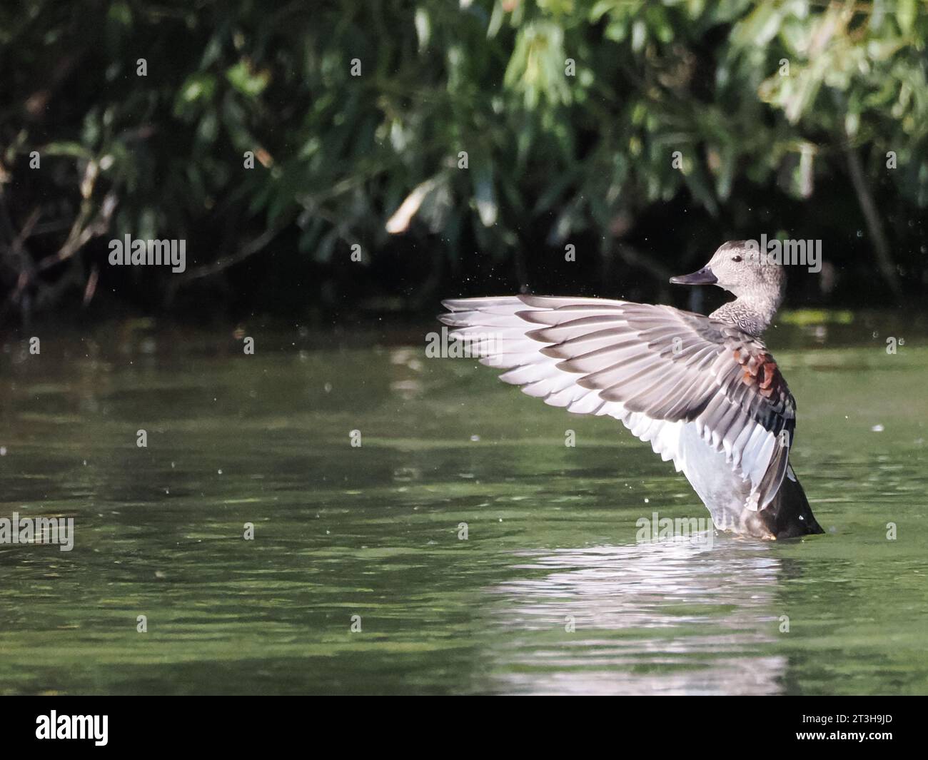 A Gadwall duck on a lake with wings splayed into a directional point ...