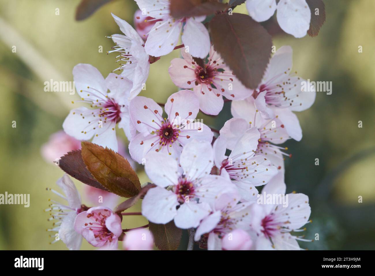 Cherry tree branch in bloom seen up close Stock Photo - Alamy