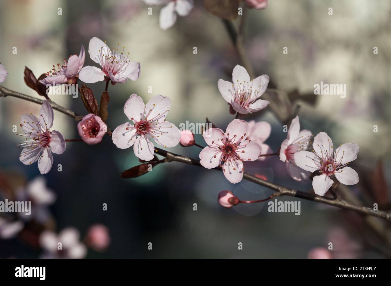 Cherry tree branch in bloom seen up close Stock Photo - Alamy