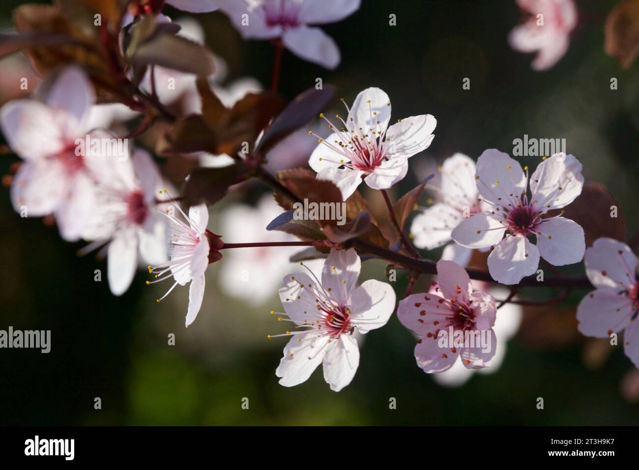 Cherry tree branch in bloom seen up close Stock Photo - Alamy