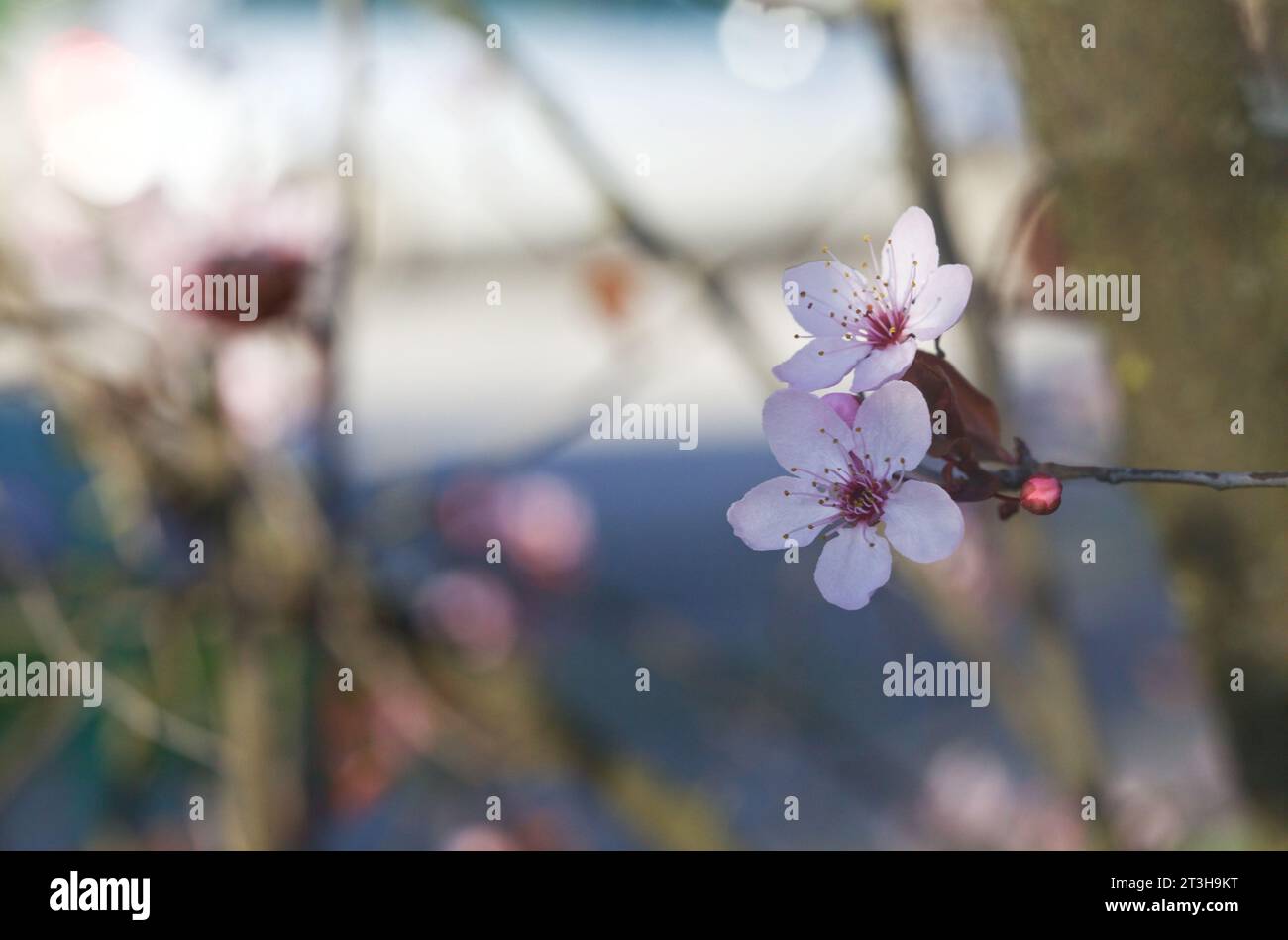 Cherry tree branch in bloom seen up close Stock Photo - Alamy