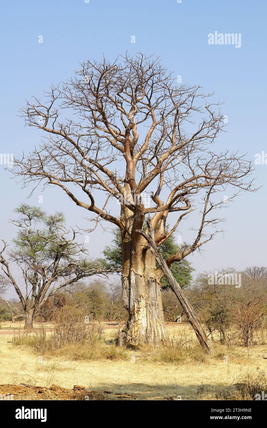 African baobab, Afrikanischer Baobab, Baobab africain, Adansonia ...