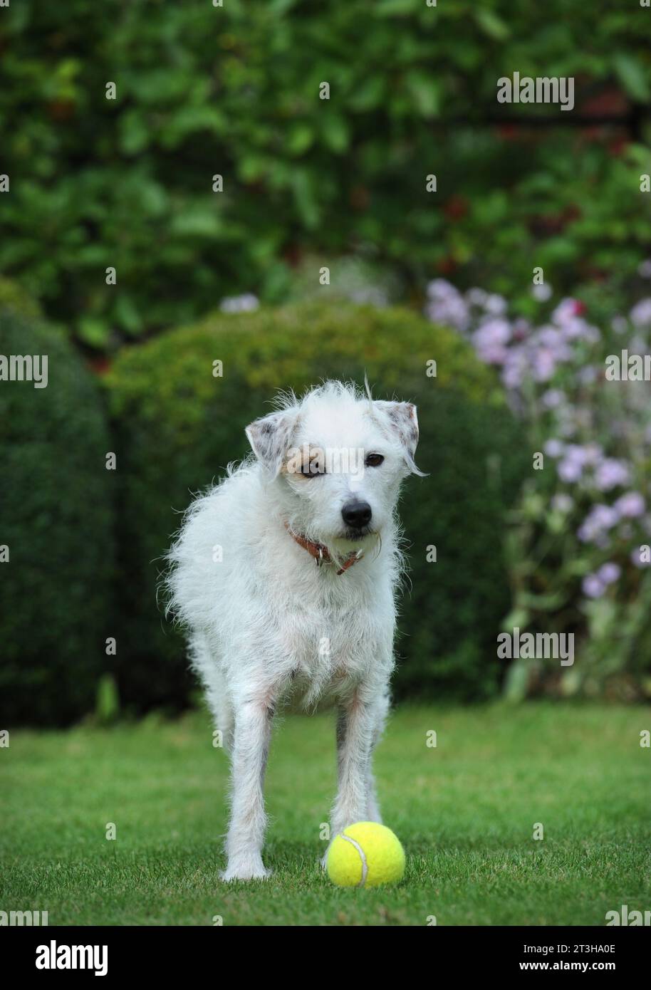 Scruffy dog with tennis ball on a lawn, UK Stock Photo - Alamy