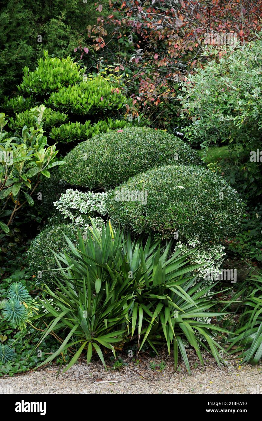 Cloud pruned phillyrea latifolia hi-res stock photography and images ...