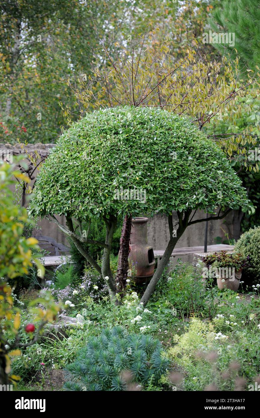 Elaeagnus hi-res stock photography and images - Alamy