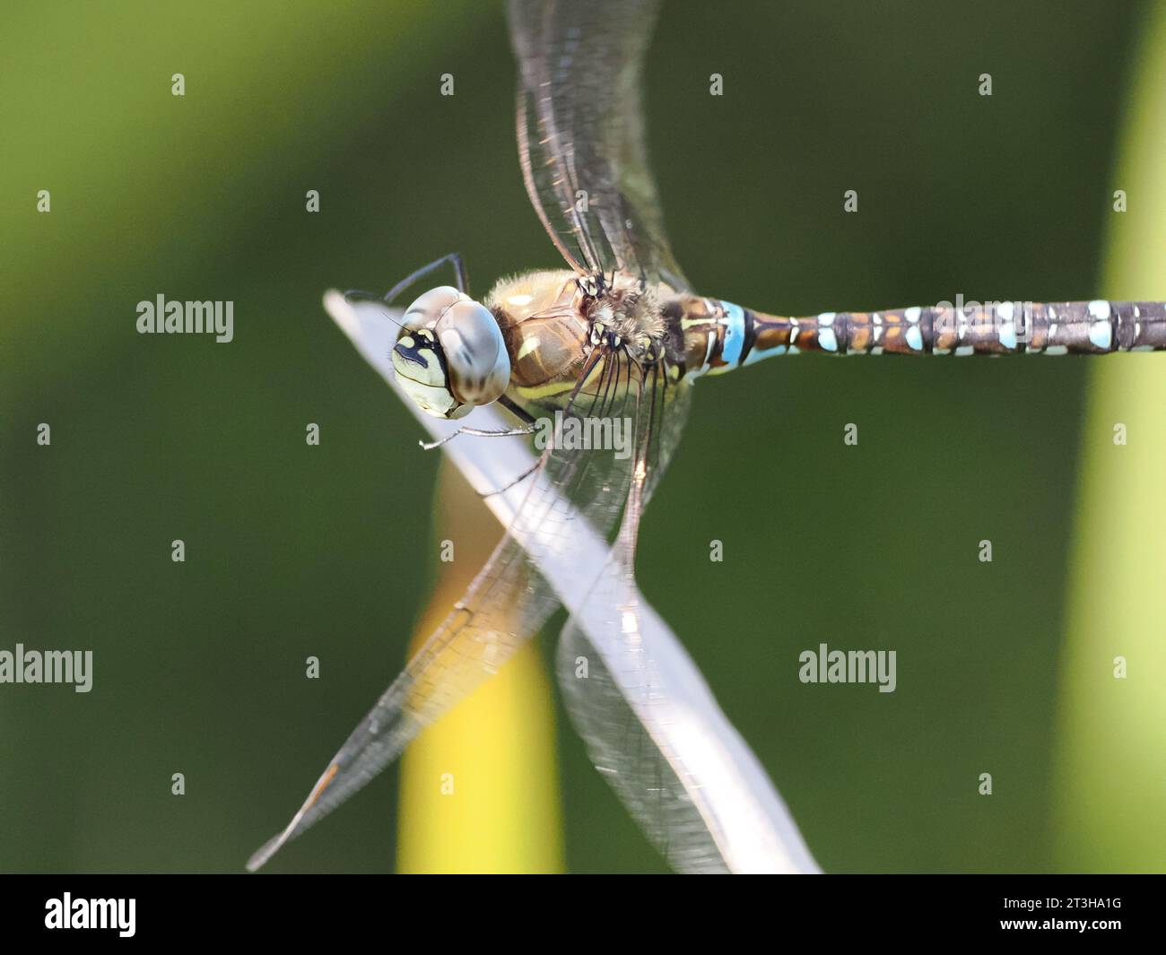 A Hawker dragonfly on the turn, about to fly from a reedbed Stock Photo ...