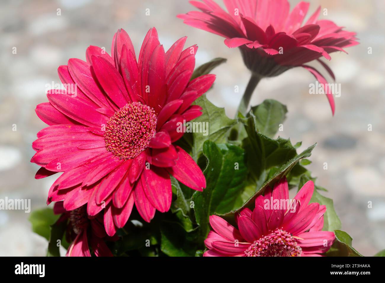 Gerbera in bloom seen up close Stock Photo - Alamy