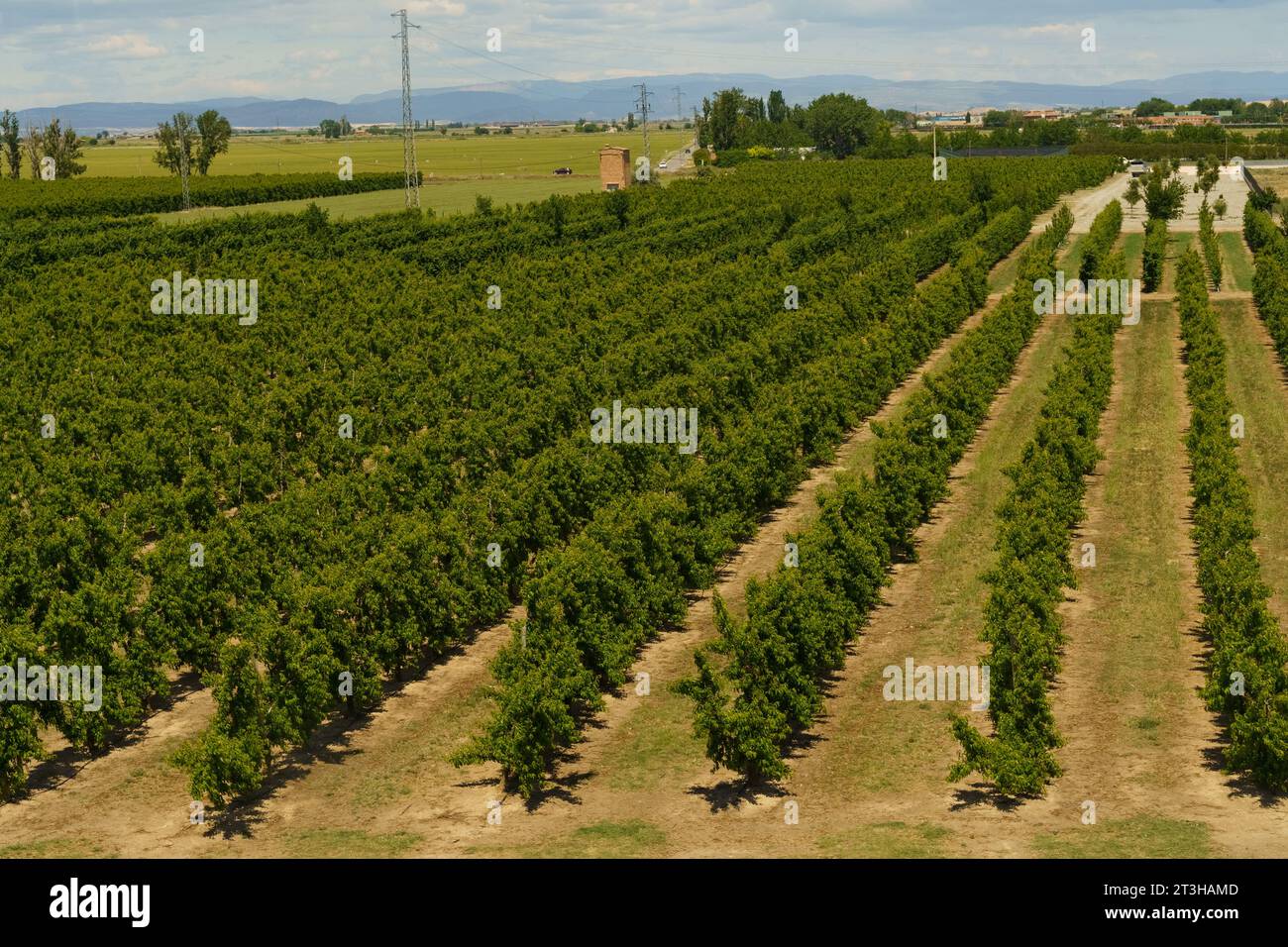 Field with apricot trees, apricot orchard. Agricultural concept Stock ...