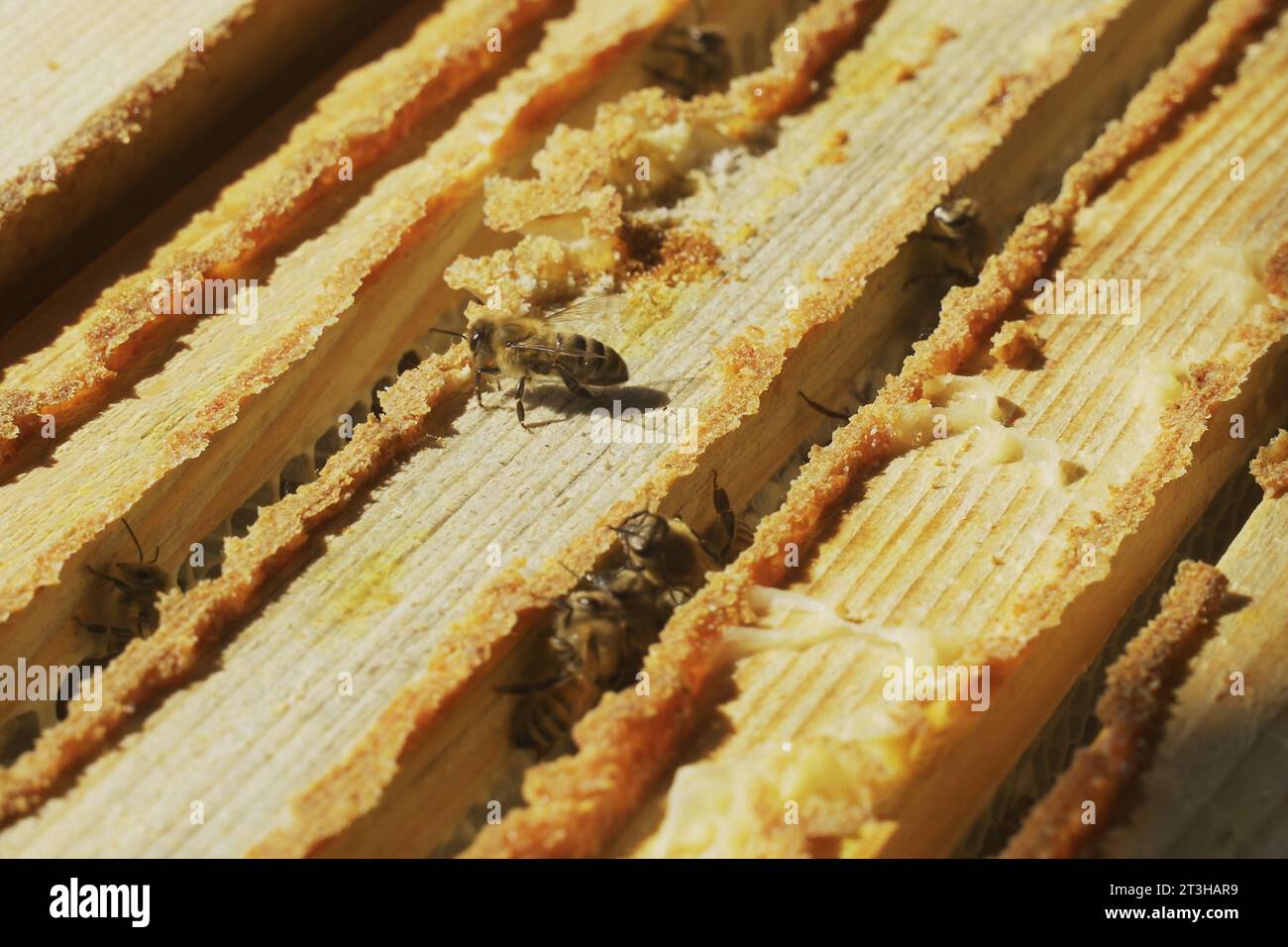 The beekeeper covers the nesting frames in the beehive with a cloth. Agricultural concept ...