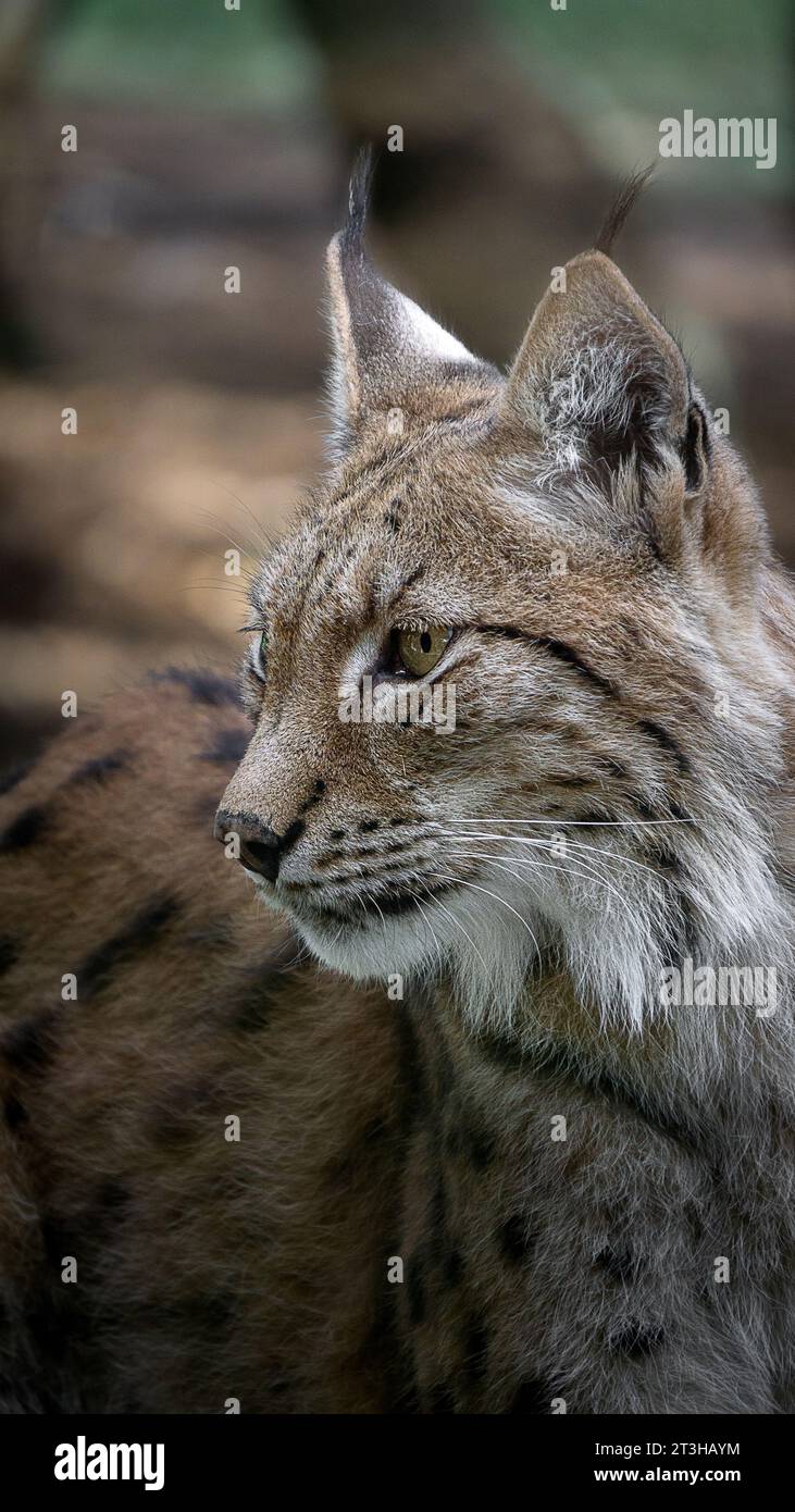 Portrait of a majestic lynx with black spotted fur looking to one side ...