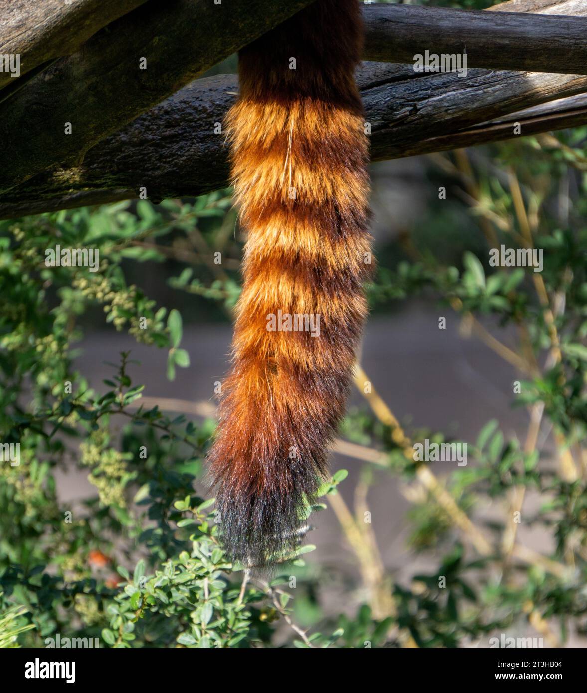 Baby panda hi-res stock photography and images - Alamy