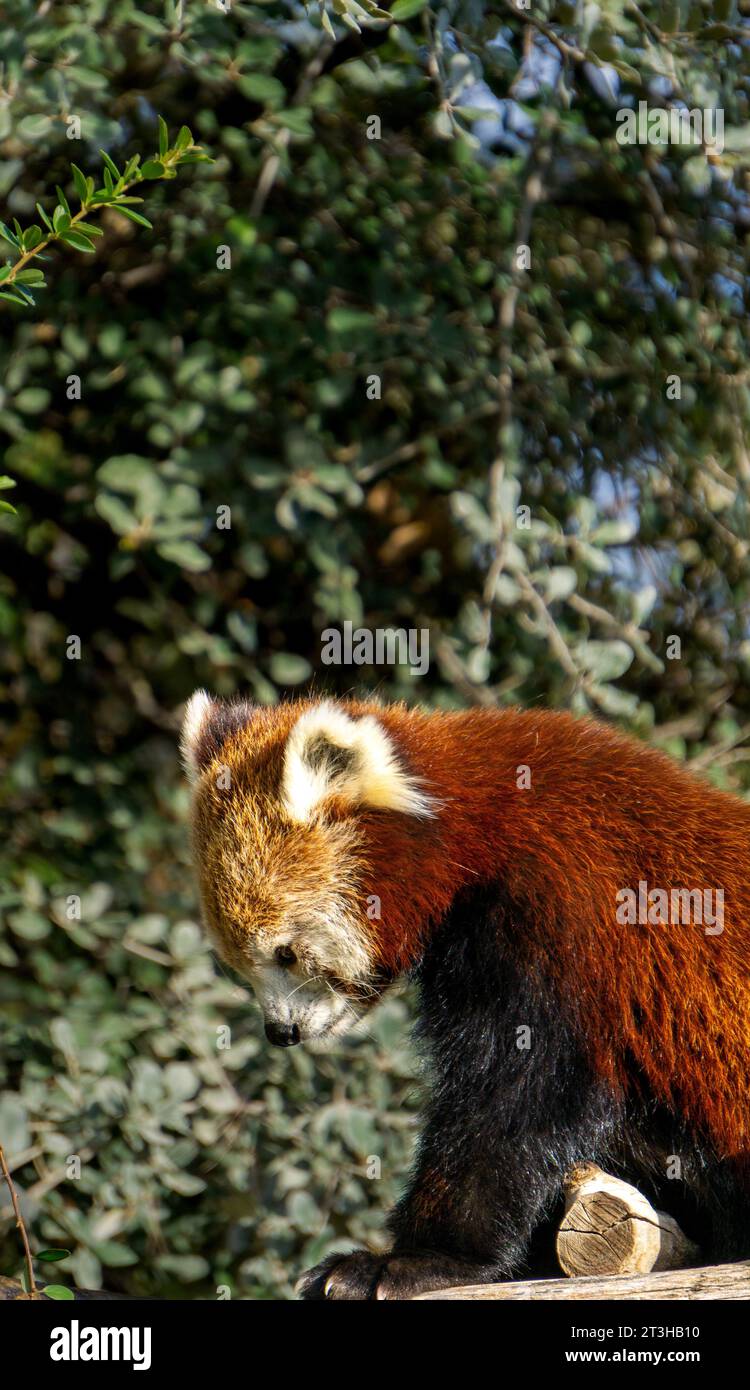 Adorable red panda standing on a branch and looking down Stock Photo ...