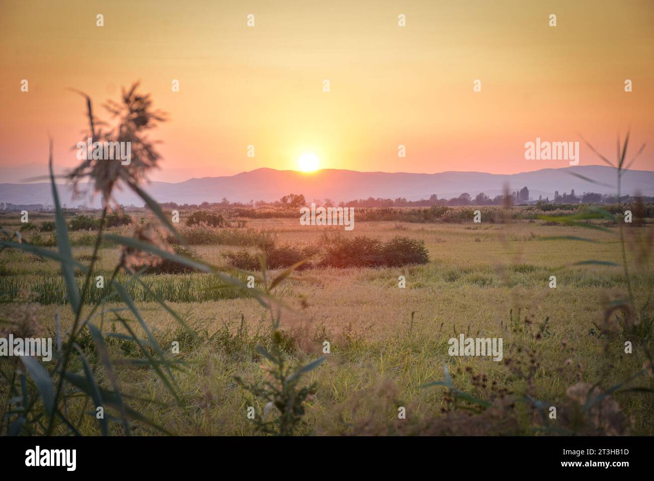 Sunset at the rice fields in the countryside of Kocani, Macedonia ...