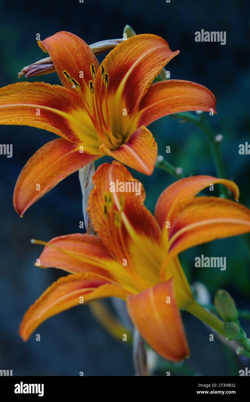 Lilies in bloom seen up close Stock Photo - Alamy