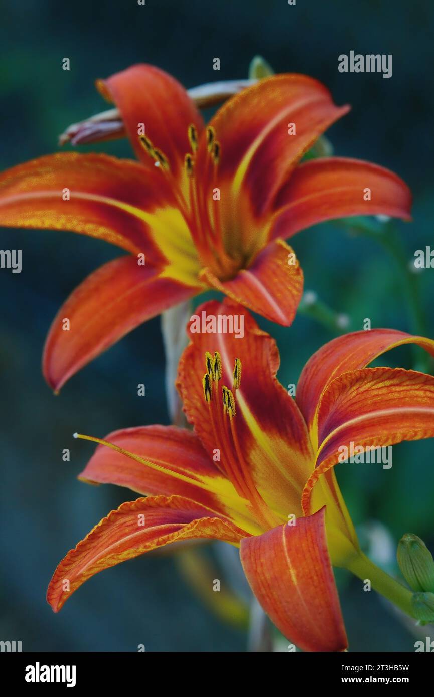 Lilies in bloom seen up close Stock Photo - Alamy