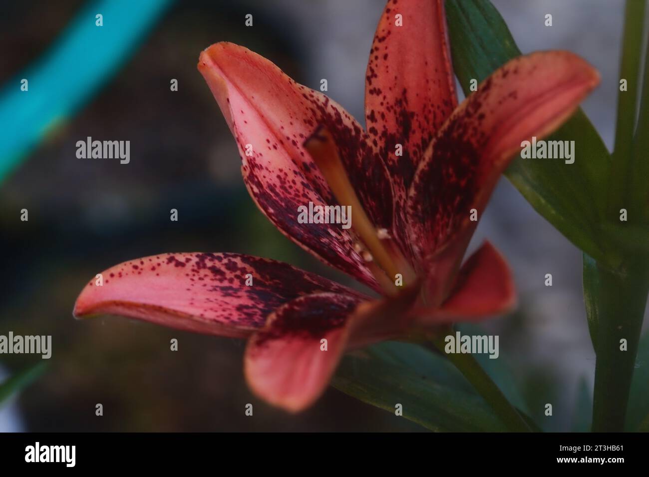 Lilies in bloom seen up close Stock Photo - Alamy