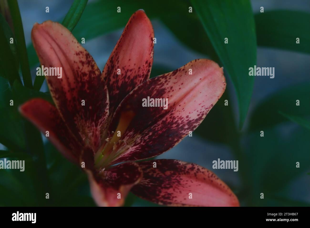 Lilies in bloom seen up close Stock Photo - Alamy