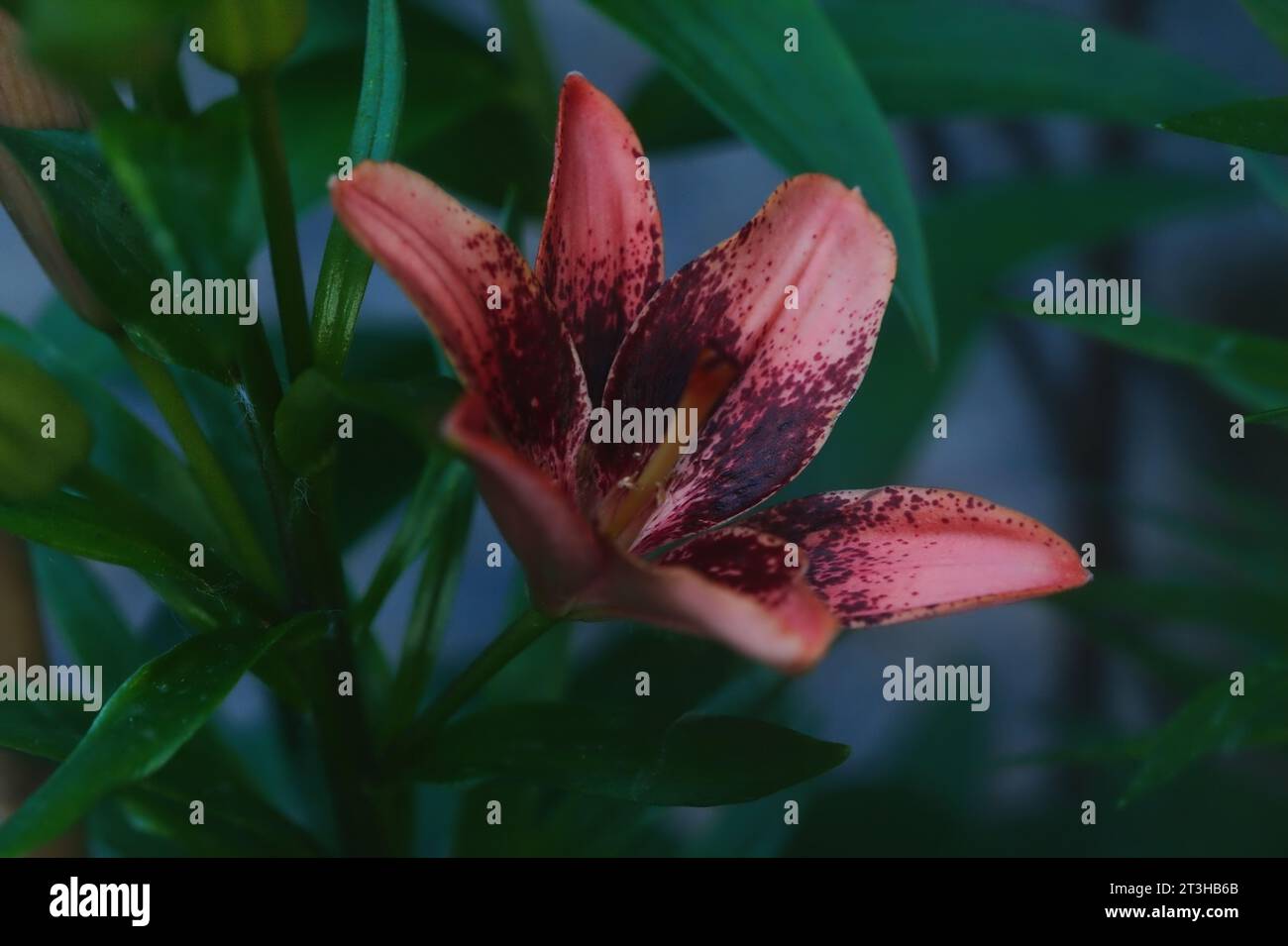Lilies in bloom seen up close Stock Photo - Alamy