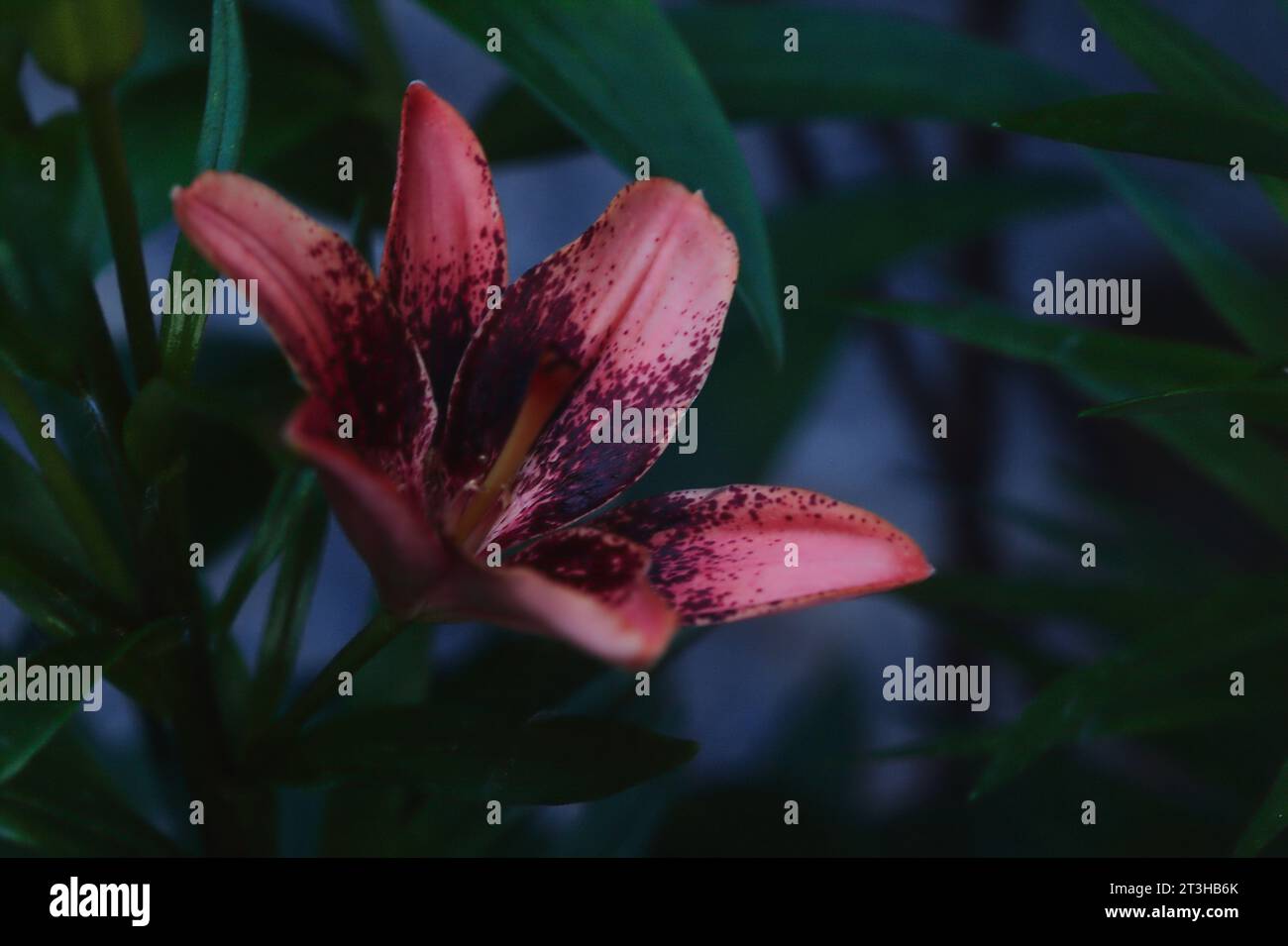 Lilies in bloom seen up close Stock Photo - Alamy