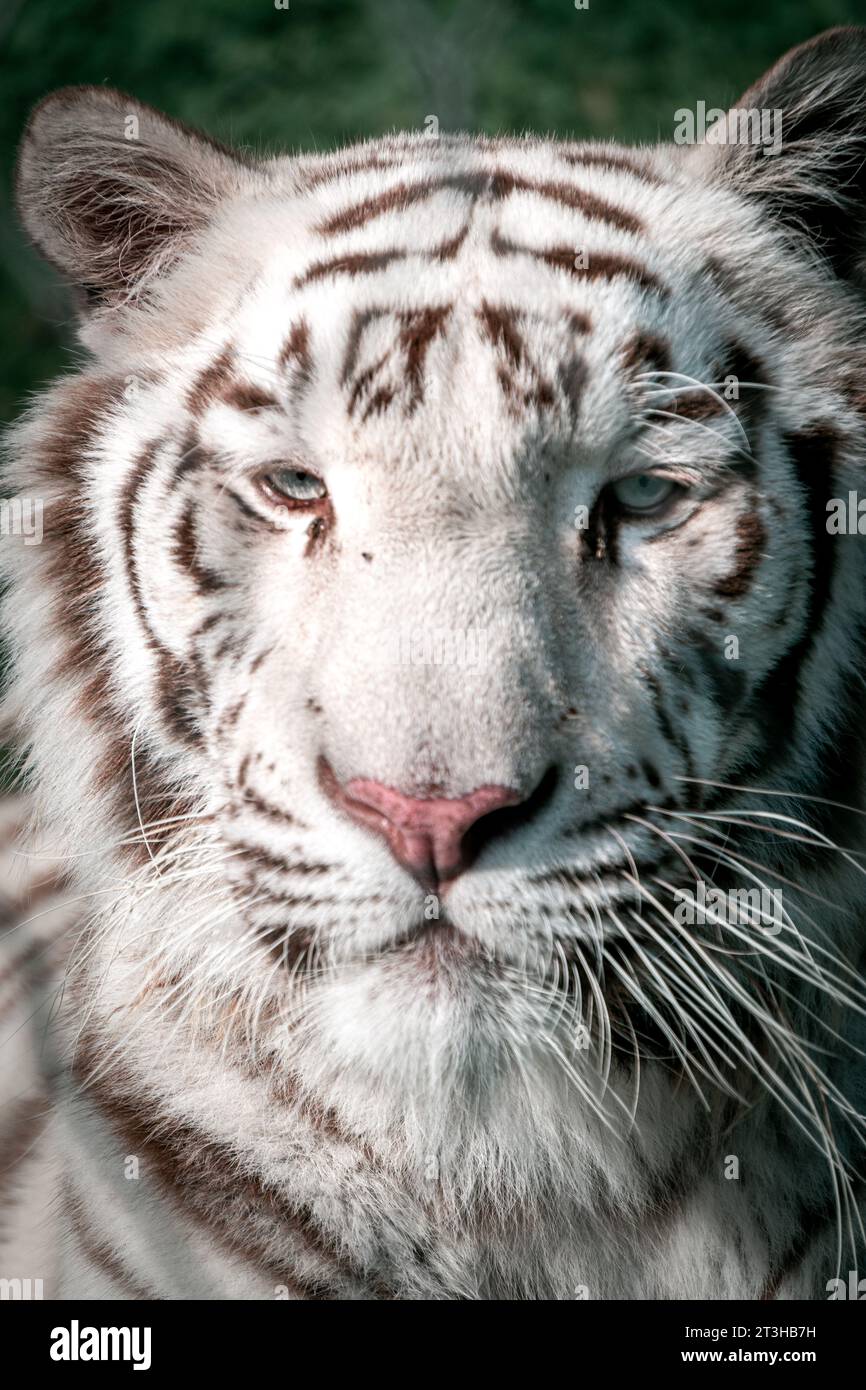 A beautiful white tiger with blue eyes looks sleepily at the camera ...