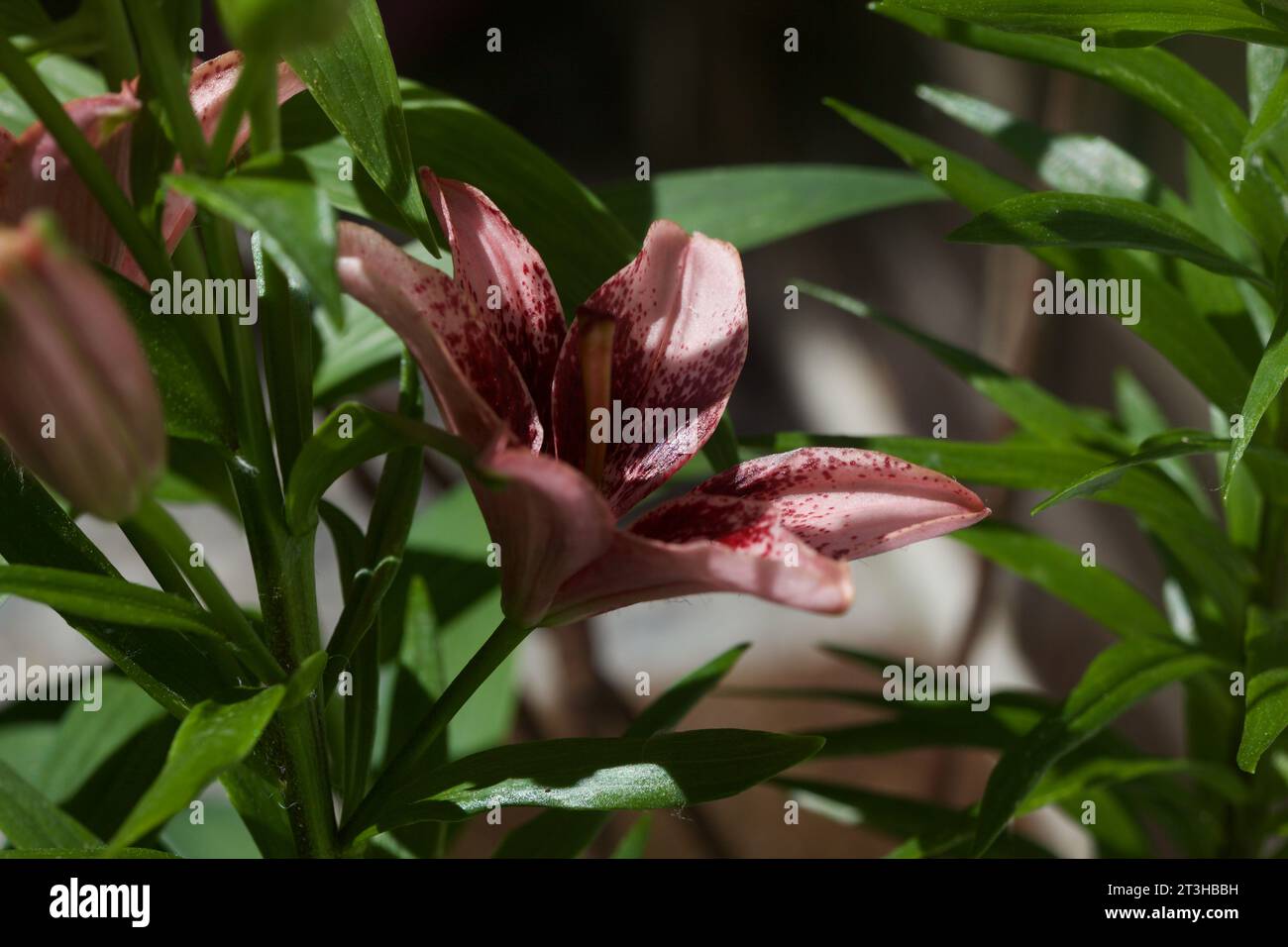 Lilies in bloom seen up close Stock Photo - Alamy